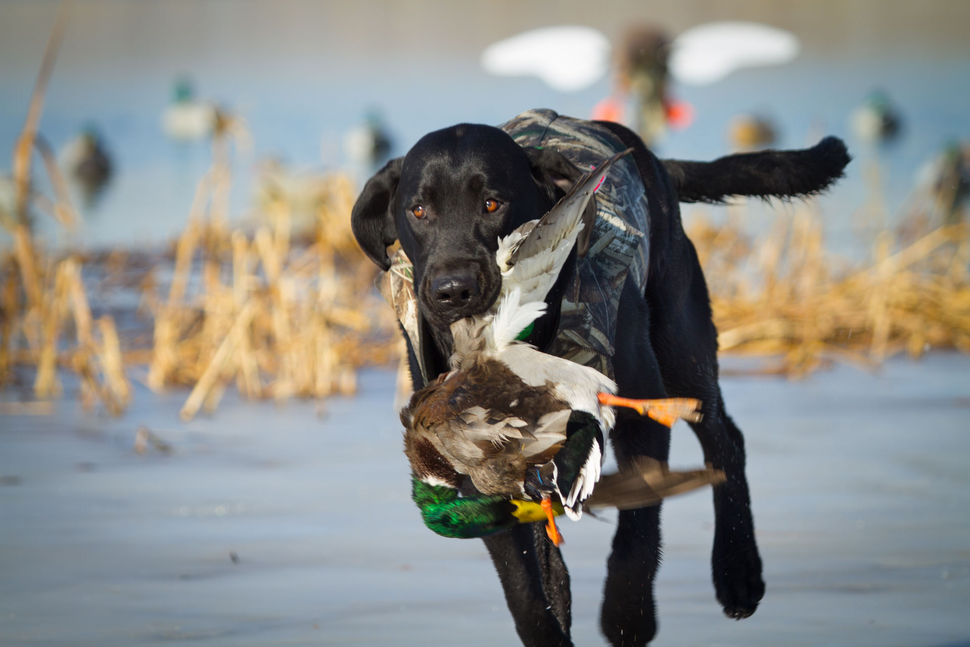 Iowa Mallard Hunt & Pizza Recipe - The Provider